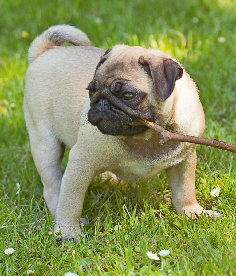 Mops - En energibombe og kærlig familiehund. Læs alt om Mops her.